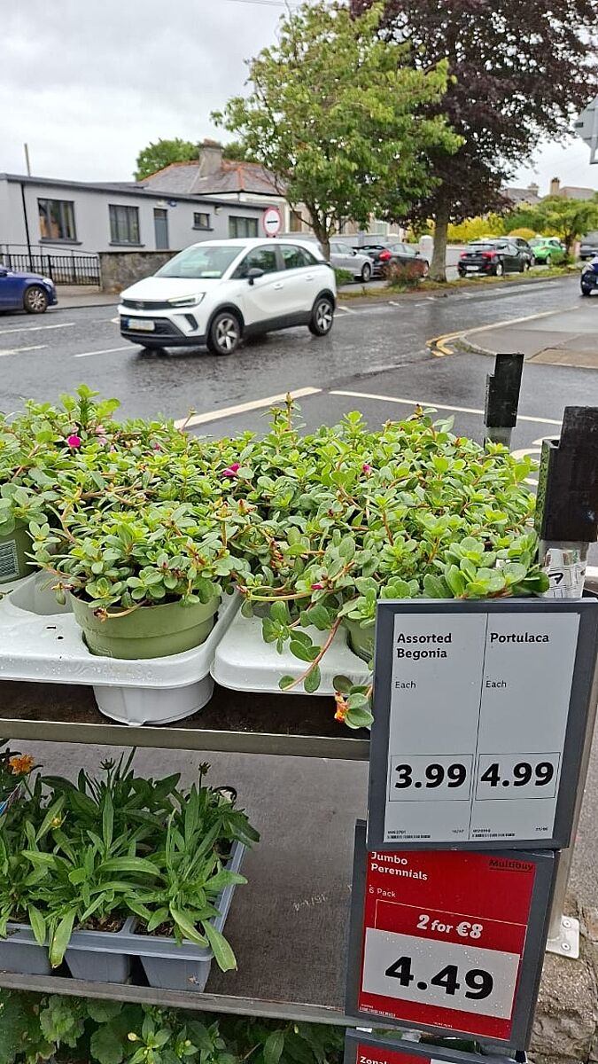 Чи є тут в кого город? Як ви боритесь з портулаком? - Советчица